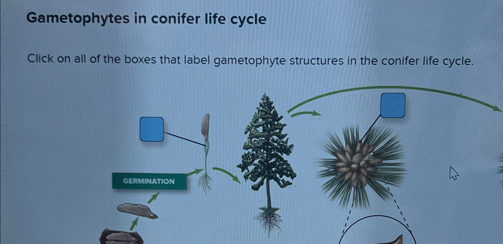 Gametophytes in conifer life cycleClick on all of the | Chegg.com