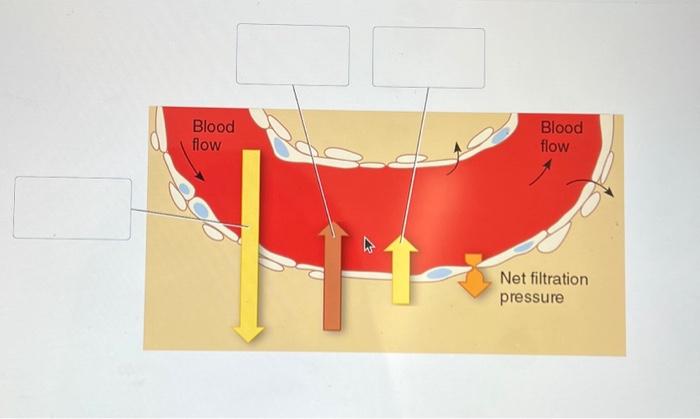 Solved label the pressures involved in determining the net | Chegg.com