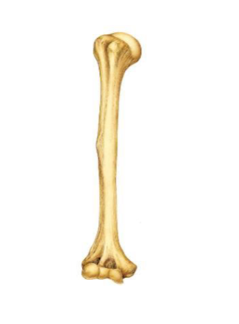 Unlabeled Humerus Bone 6.11: Anatomical Atlas Skeleton Medicine