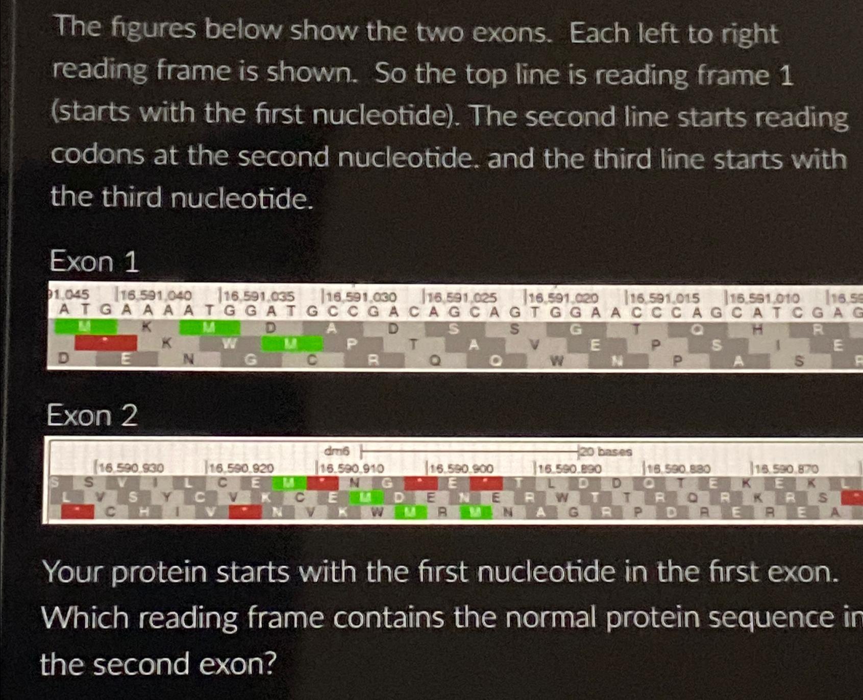 Solved The figures below show the two exons. Each left to | Chegg.com
