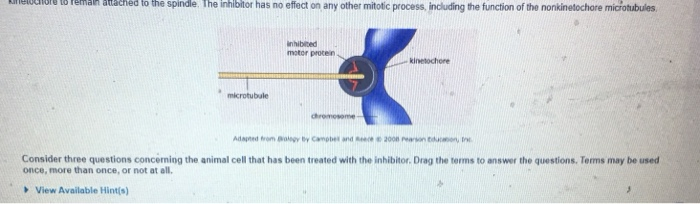 KULTURU I remain attached to the spindle. The | Chegg.com