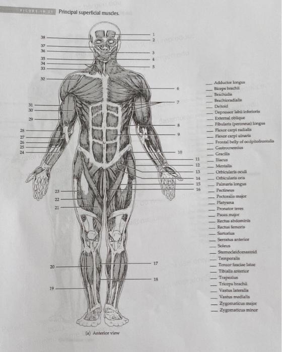 Solved TERIE Principal superficial muscles 38 13 36 15 34 33 | Chegg.com