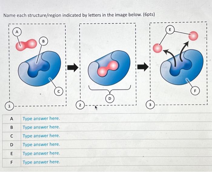 Solved Name each structure/region indicated by letters in | Chegg.com