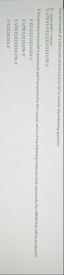 Solved Use this model of a eukaryotic primary transcript to | Chegg.com