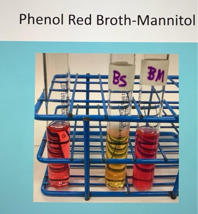 Solved Phenol Red Broth-Mannitol Bs BM LOT 191 りえ 2018-03 w | Chegg.com