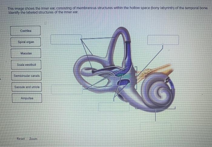 Solved This Image shows the inner ear, consisting of | Chegg.com