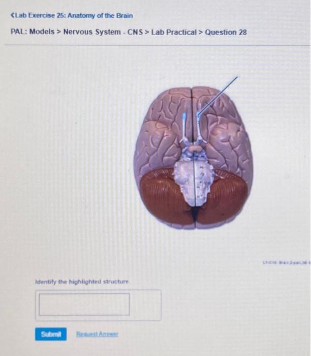 Solved Nervous System: CNS > Quiz > Question 19 Which | Chegg.com