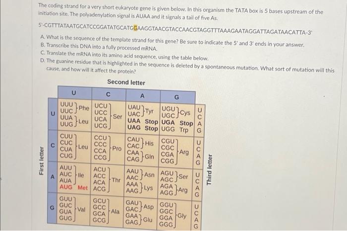 Solved The coding strand for a very short eukaryote gene is | Chegg.com