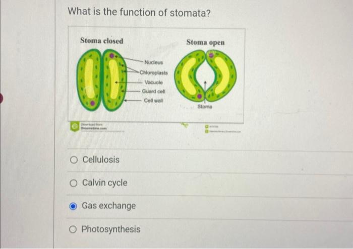 Solved What is the function of stomata? Cellulosis Calvin | Chegg.com