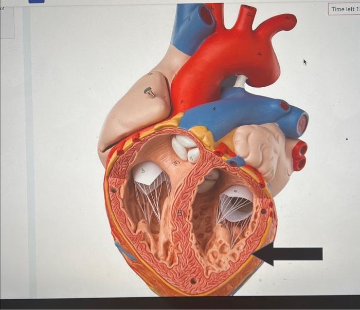 identify the indicated structure | Chegg.com identify the indicated structure | Chegg.com