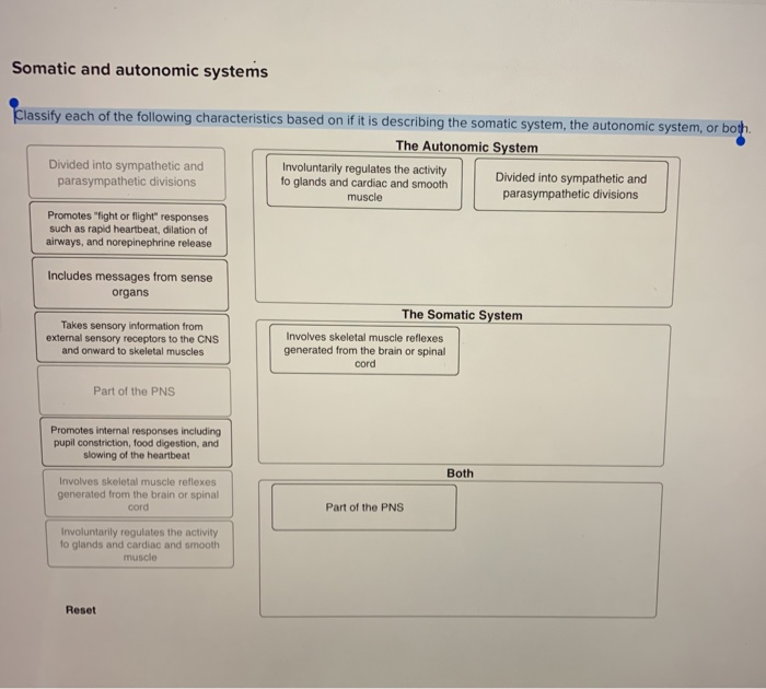 Solved Somatic and autonomic systems Classify each of the | Chegg.com