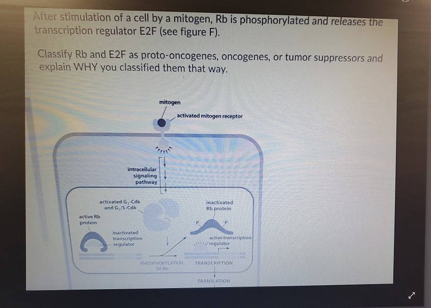 Solved After stimulation of a cell by a mitogen, Rb is | Chegg.com