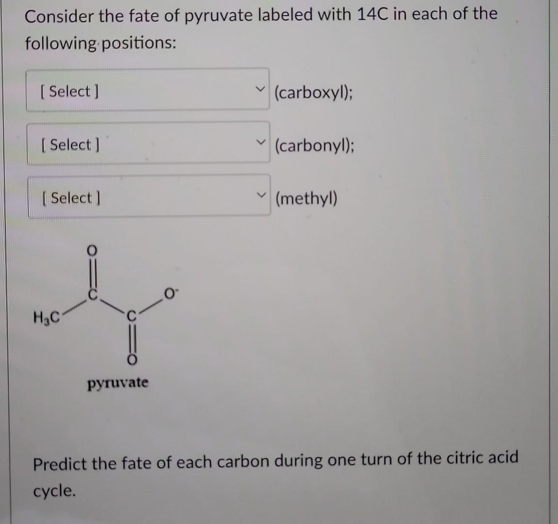Solved Consider the fate of pyruvate labeled with 14C in | Chegg.com