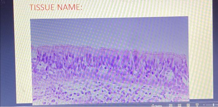 Solved TISSUE NAME: | Chegg.com