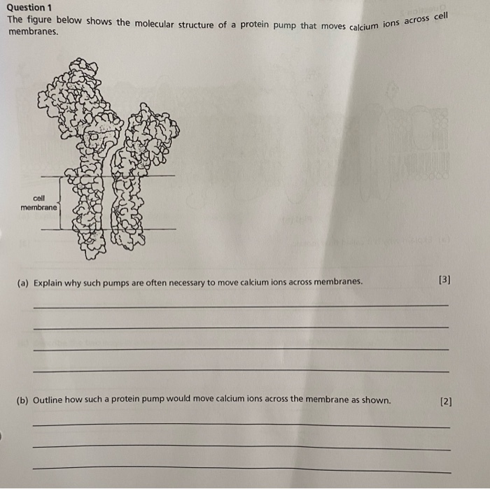 Solved The figure below shows the molecular structure of a | Chegg.com