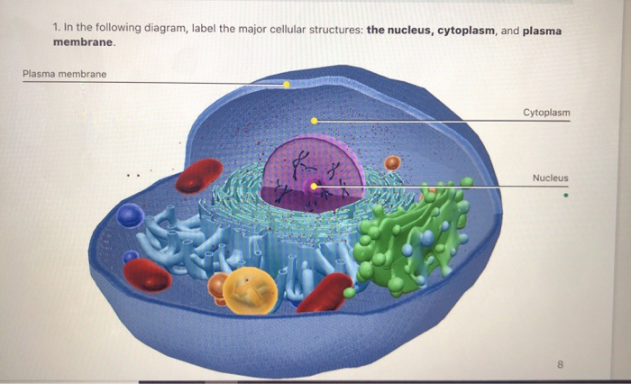 Solved: 1. In The Following Diagram, Label The Major Cellu... | Chegg.com