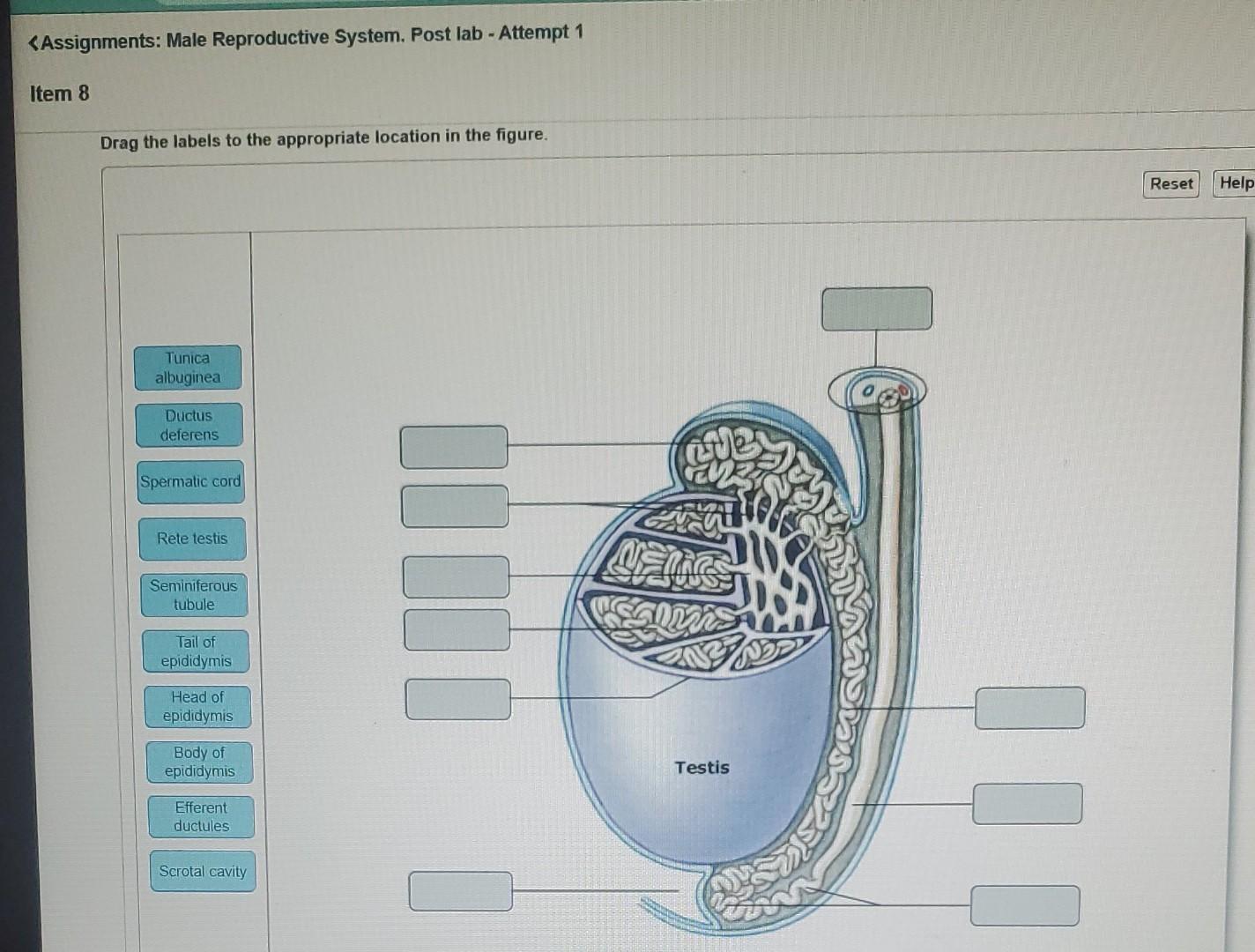 Solved KAssignments: Male Reproductive System. Post lab - | Chegg.com