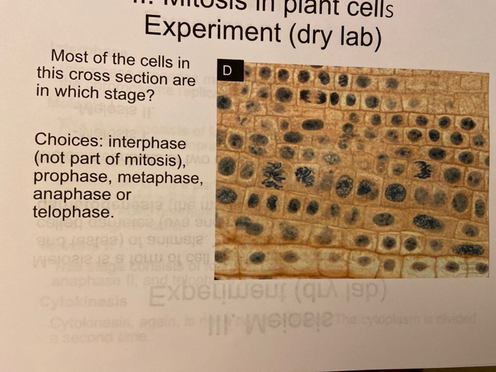 Solved II. Mitosis in plant cells Experiment (dry lab) The | Chegg.com