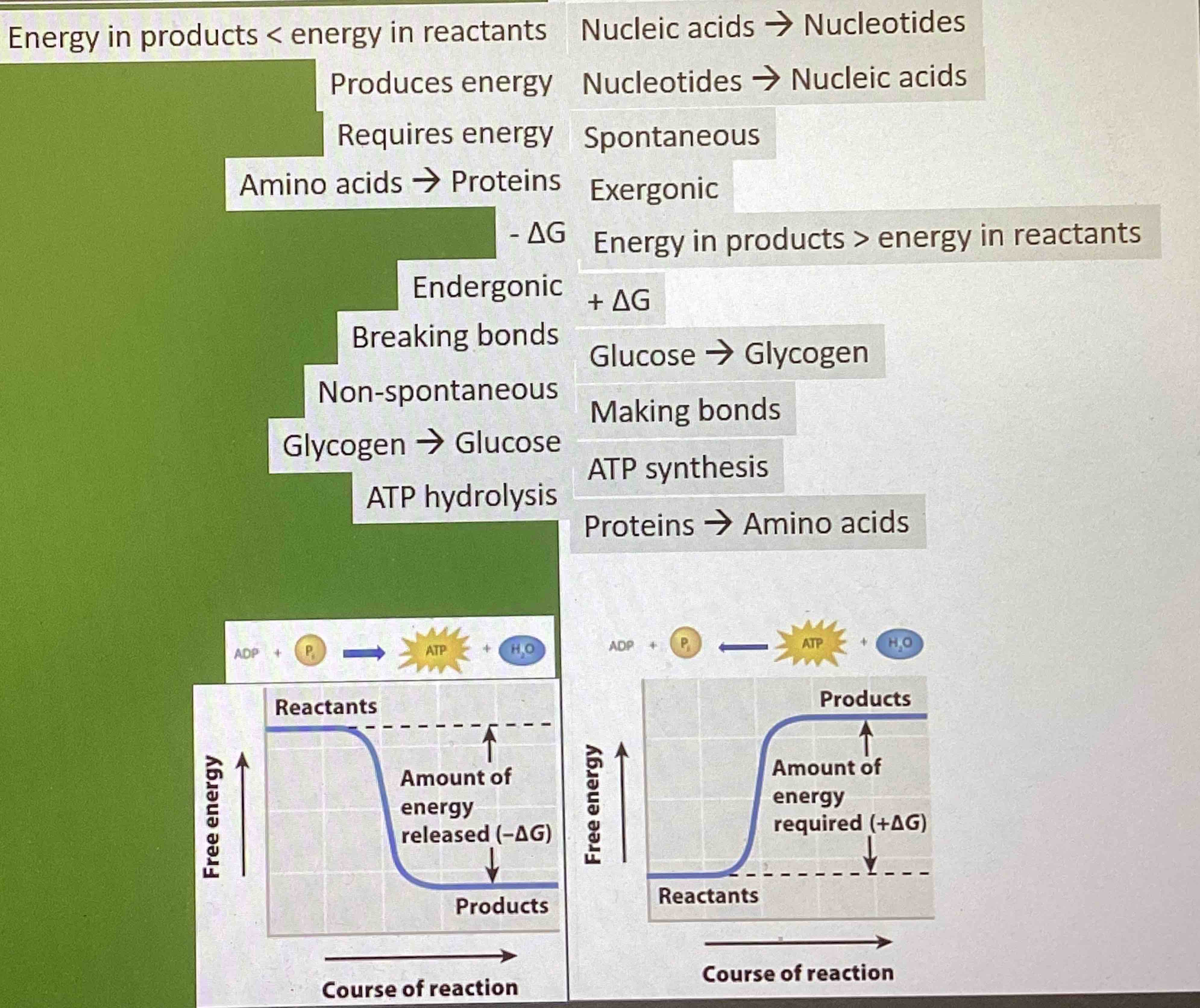 Solved Describe the process of Anabolism using 12 ﻿of these | Chegg.com