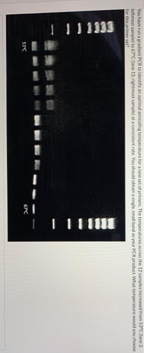 You have run a gradient PCR to identify an optimal | Chegg.com