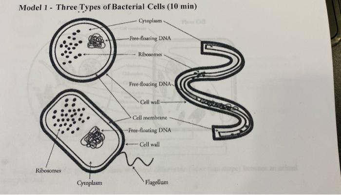 Solved Model 1 - Three Types of Bacterial Cells ( 10 | Chegg.com