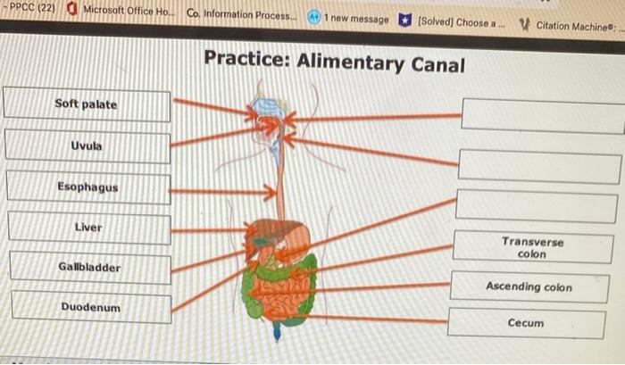 Solved Practice: Alimentary Canal | Chegg.com