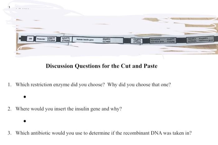 Solved Discussion Questions for the Cut and Paste 1. Which | Chegg.com