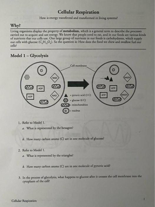Solved Cellular Respiration How is energy transferred and | Chegg.com