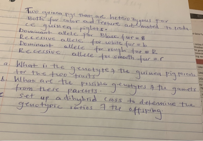 Solved Two quinca pigs that are hetaro Zy qous For Both fur | Chegg.com