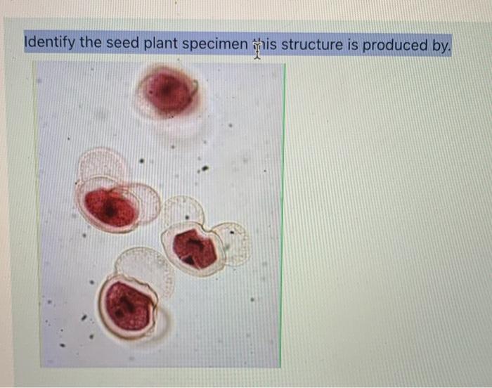 Solved Identify the seed plant specimen this structure is | Chegg.com