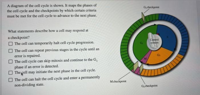 Solved G checkpoint A diagram of the cell cycle is shown. It | Chegg.com