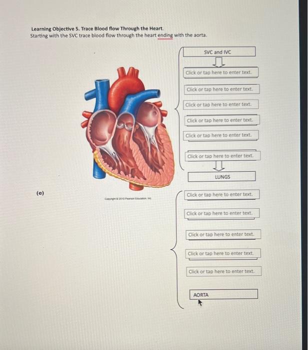 Solved Learning Objective 5. Trace Blood flow Through the | Chegg.com