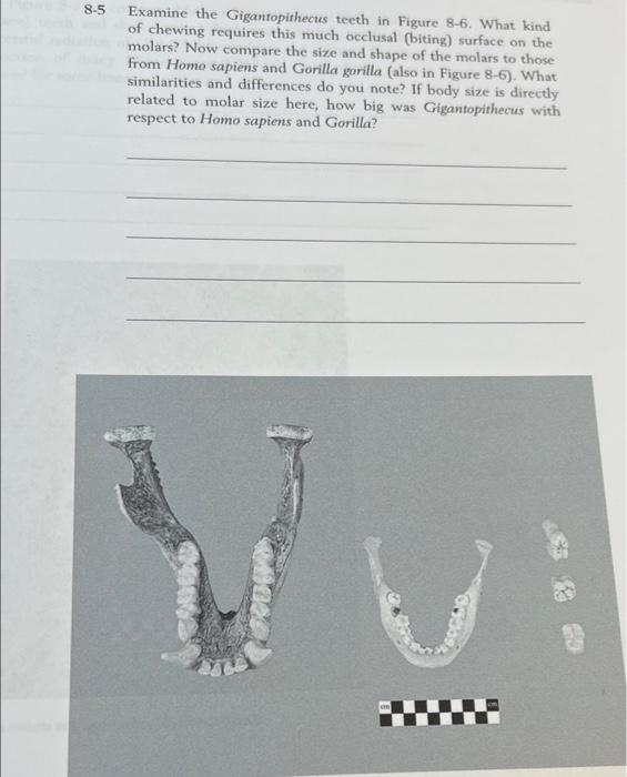 Solved 8-5 Examine the Gigantopithecus teeth in Figure 8-6. | Chegg.com