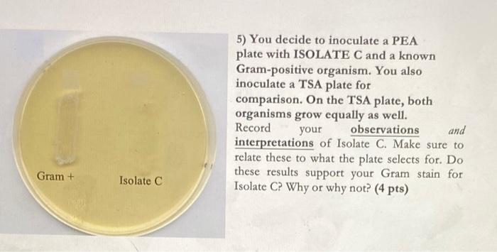 Solved 5) You decide to inoculate a PEA plate with ISOLATE C | Chegg.com