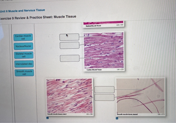 Solved le and Nervous Tissue Review & Practice Sheet: Muscle | Chegg.com