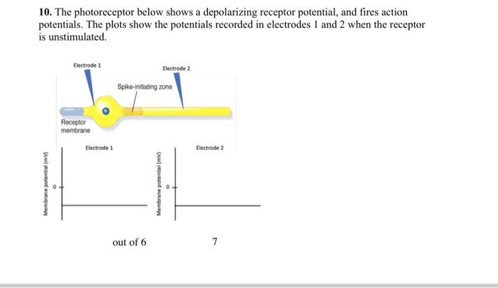 Solved 10. The photoreceptor below shows a depolarizing | Chegg.com