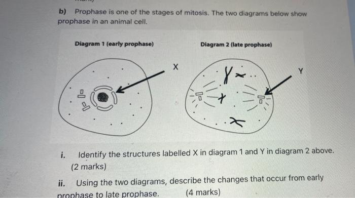 Solved b) Prophase is one of the stages of mitosis. The two | Chegg.com