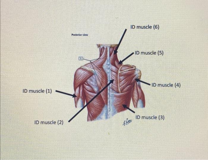 Solved ID muscles #1-6 (posterior view of the back) | Chegg.com