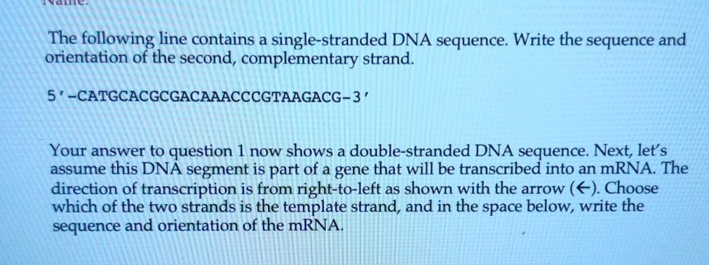 Solved The following line contains a single-stranded DNA | Chegg.com