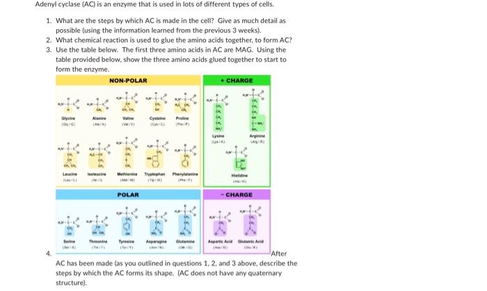 Solved Adenyl cyclase (AC) is an enzyme that is used in lots | Chegg.com