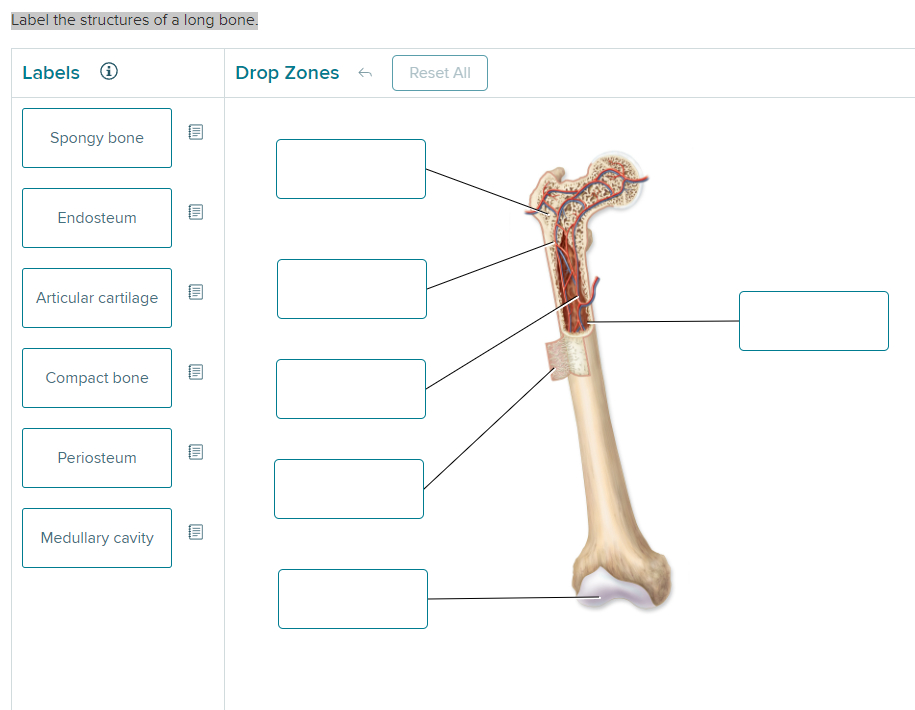 Solved Label the structure of a long bone | Chegg.com