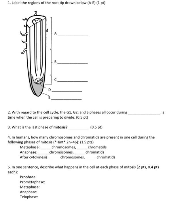 Solved 1. Label the regions of the root tip drawn below | Chegg.com