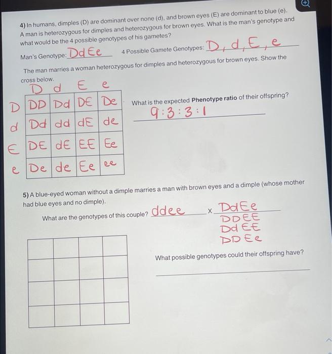 Solved 4) In humans, dimples (D) are dominant over none (d), | Chegg.com