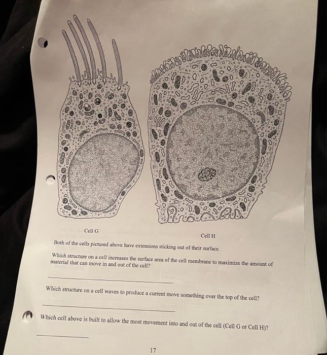 Solved Cell H Both of the cells pictured above have | Chegg.com