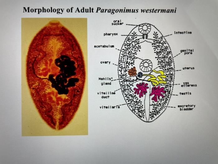 Solved Morphology of Adult Paragonimus westermani ore! | Chegg.com