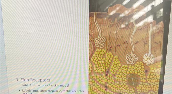 1. Skin Receptors Label this picture of a skin model | Chegg.com