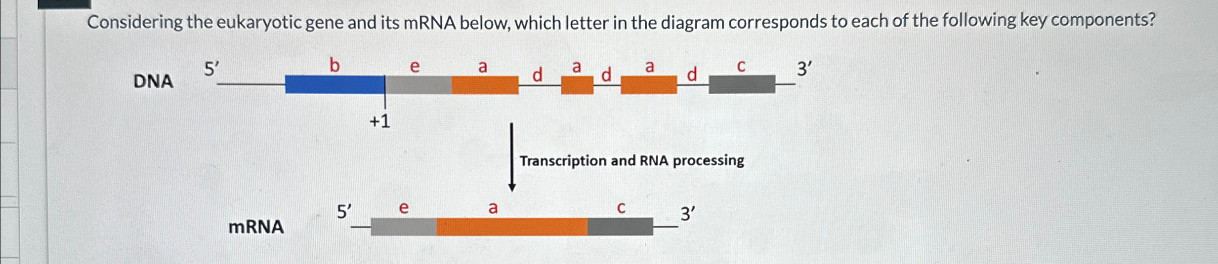 Solved Considering the eukaryotic gene and its mRNA below, | Chegg.com
