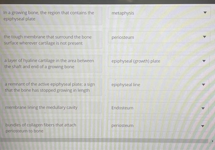 Solved In a growing bone, the region that contains the | Chegg.com