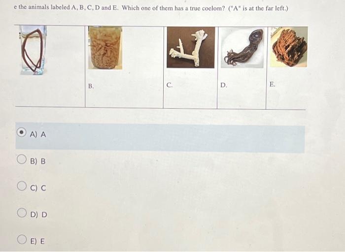 Solved e the animals labeled A, B, C, D and E. Which one of | Chegg.com