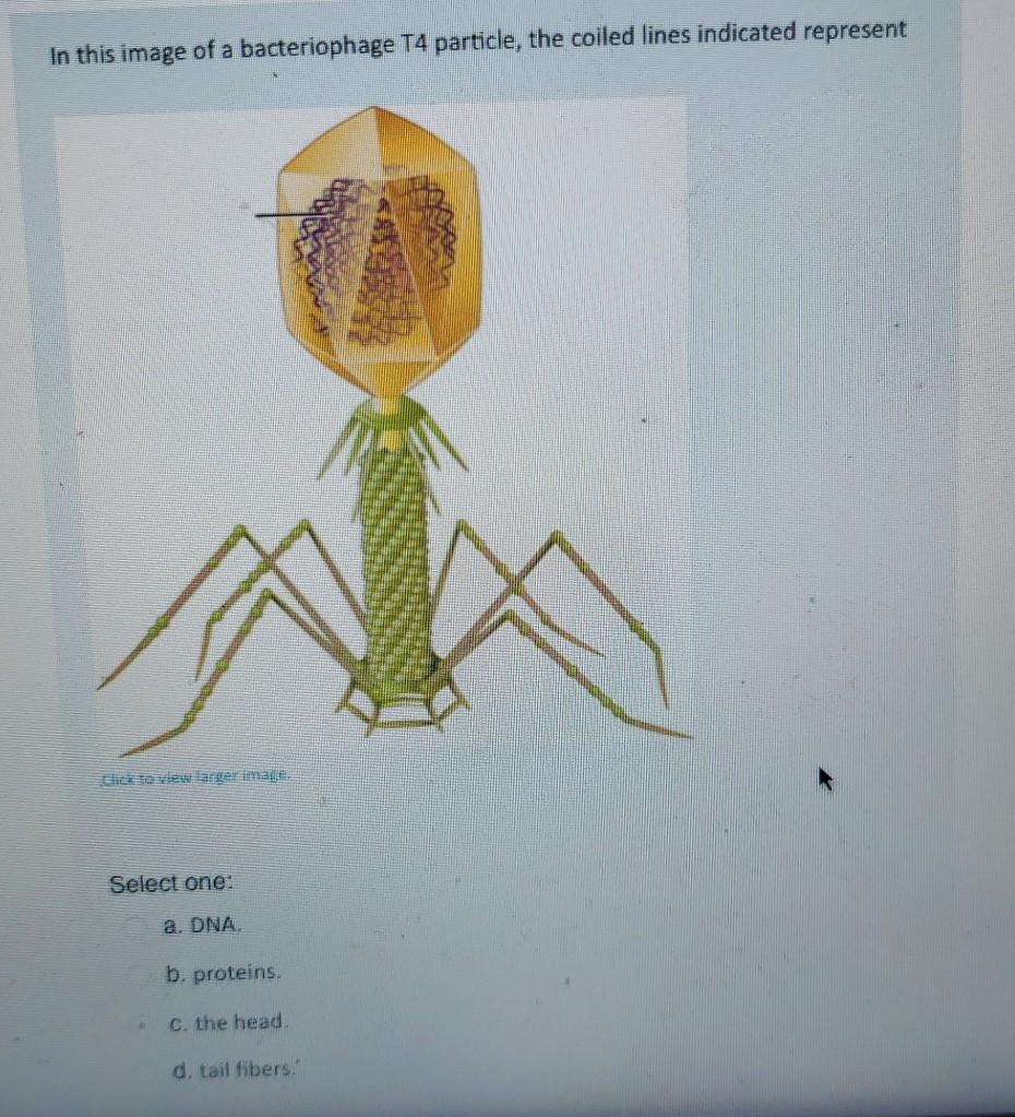 Solved In the phenol broth red test (shown below), a yellow | Chegg.com